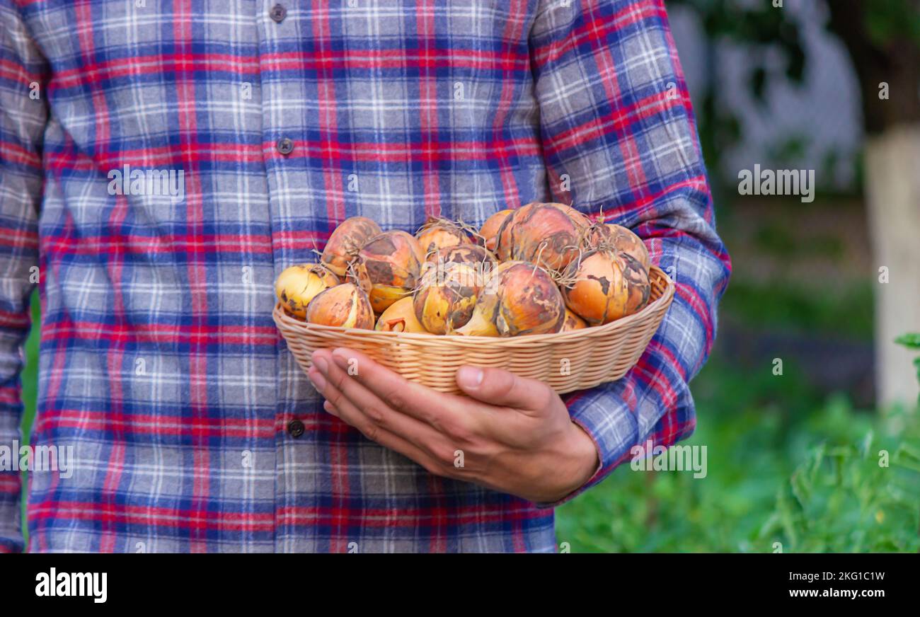 the farmer holds a bow in his hands. selective focus Stock Photo - Alamy