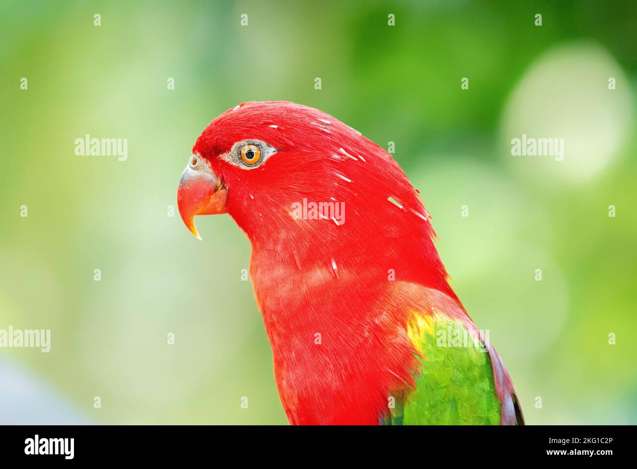 The Beauty Of Chattering lory Stock Photo - Alamy