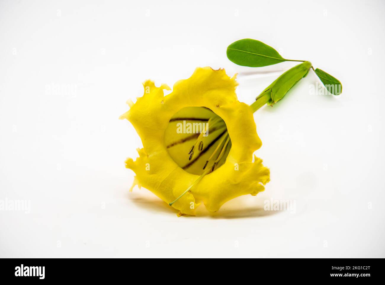 Solandra maxima is a flowering plant in the Solanaceae family. It has ...