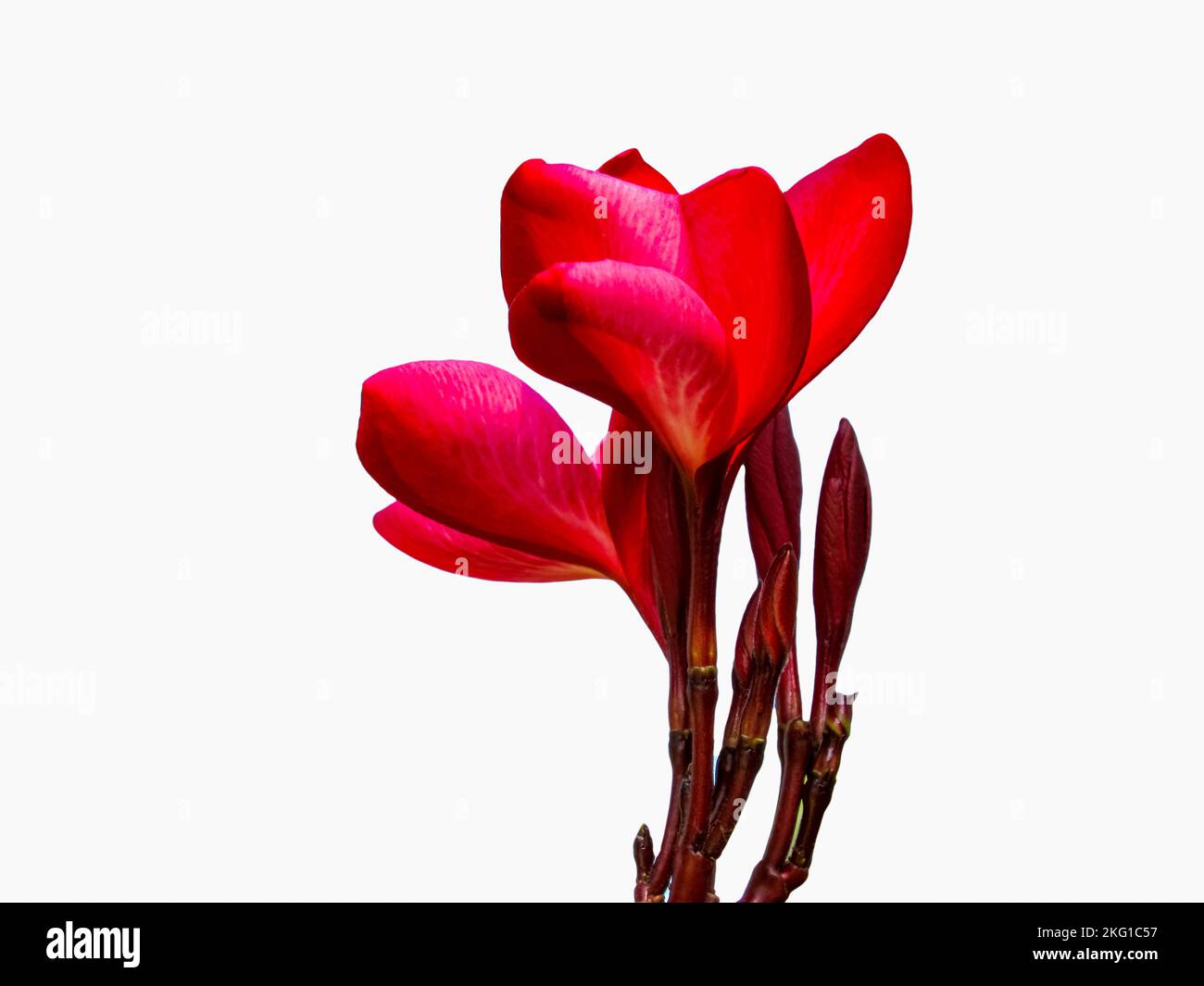 The Beauty Of Red Magnolia Flower Stock Photo - Alamy