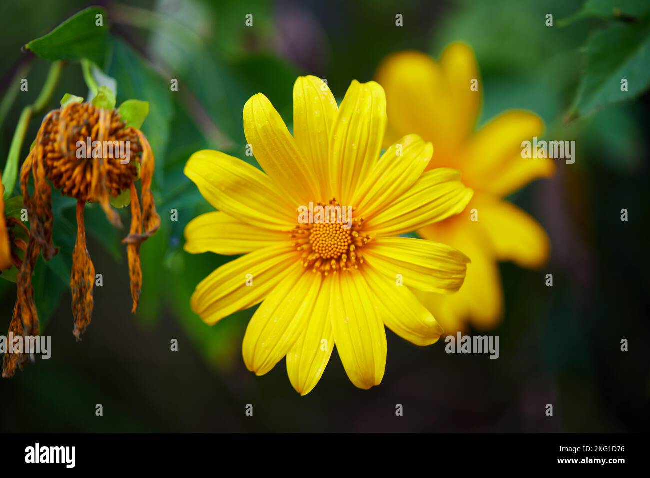 Close-up view of tree marigold flower blooming in the field Stock Photo ...
