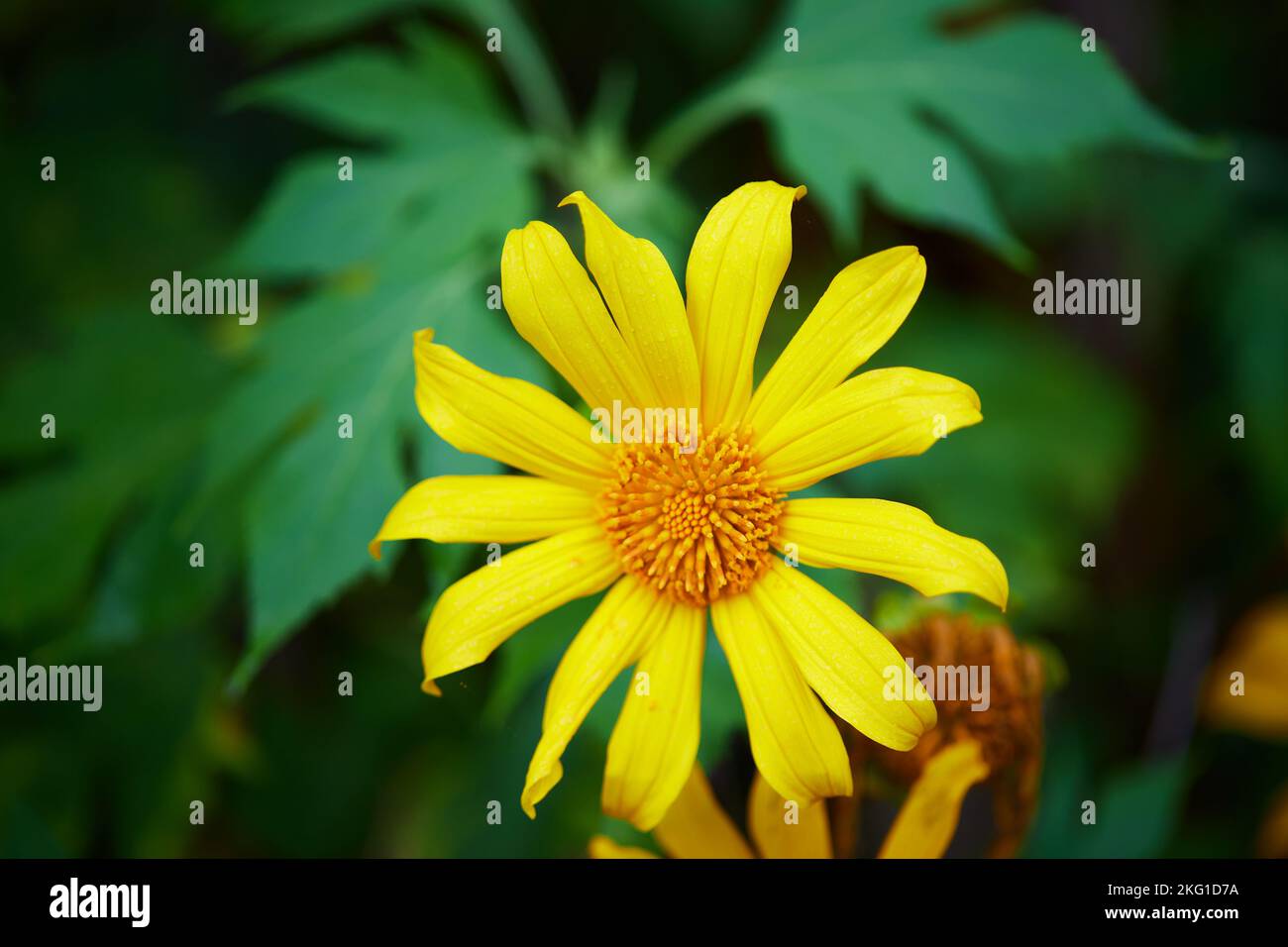 Close-up view of tree marigold flower blooming in the field Stock Photo ...
