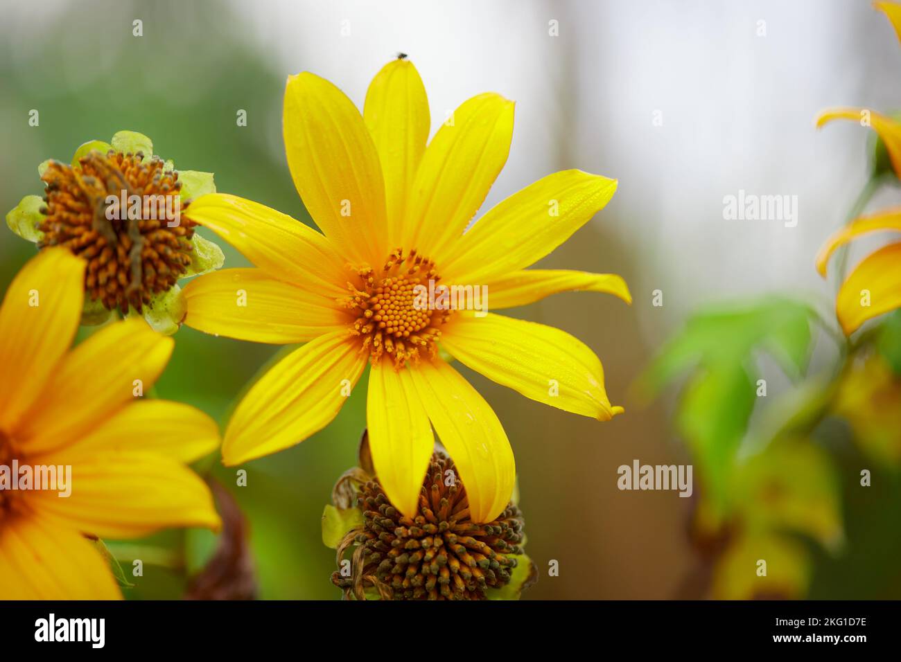 Tree marigold hi-res stock photography and images - Alamy