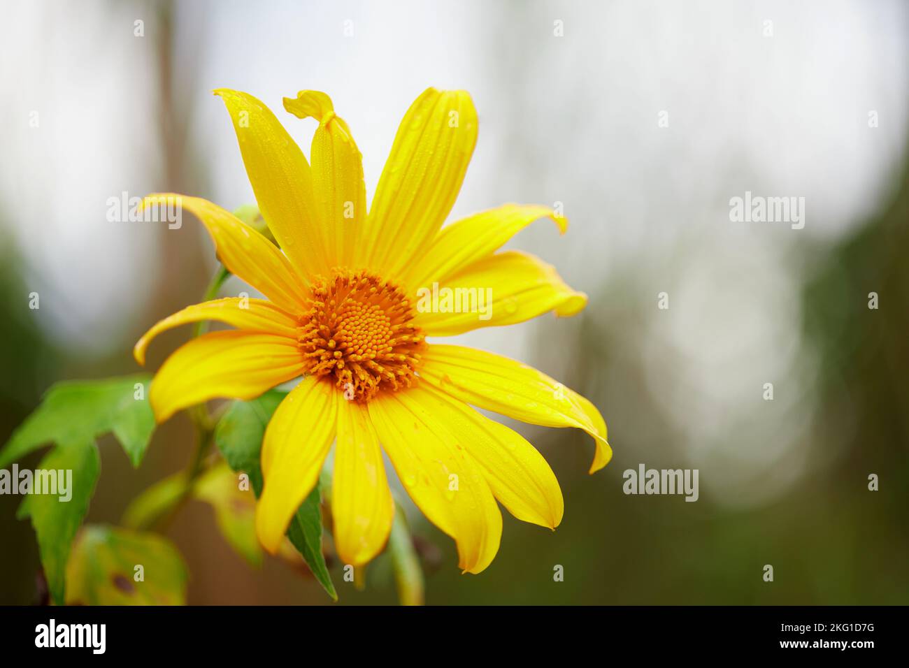 Tree marigold hi-res stock photography and images - Alamy