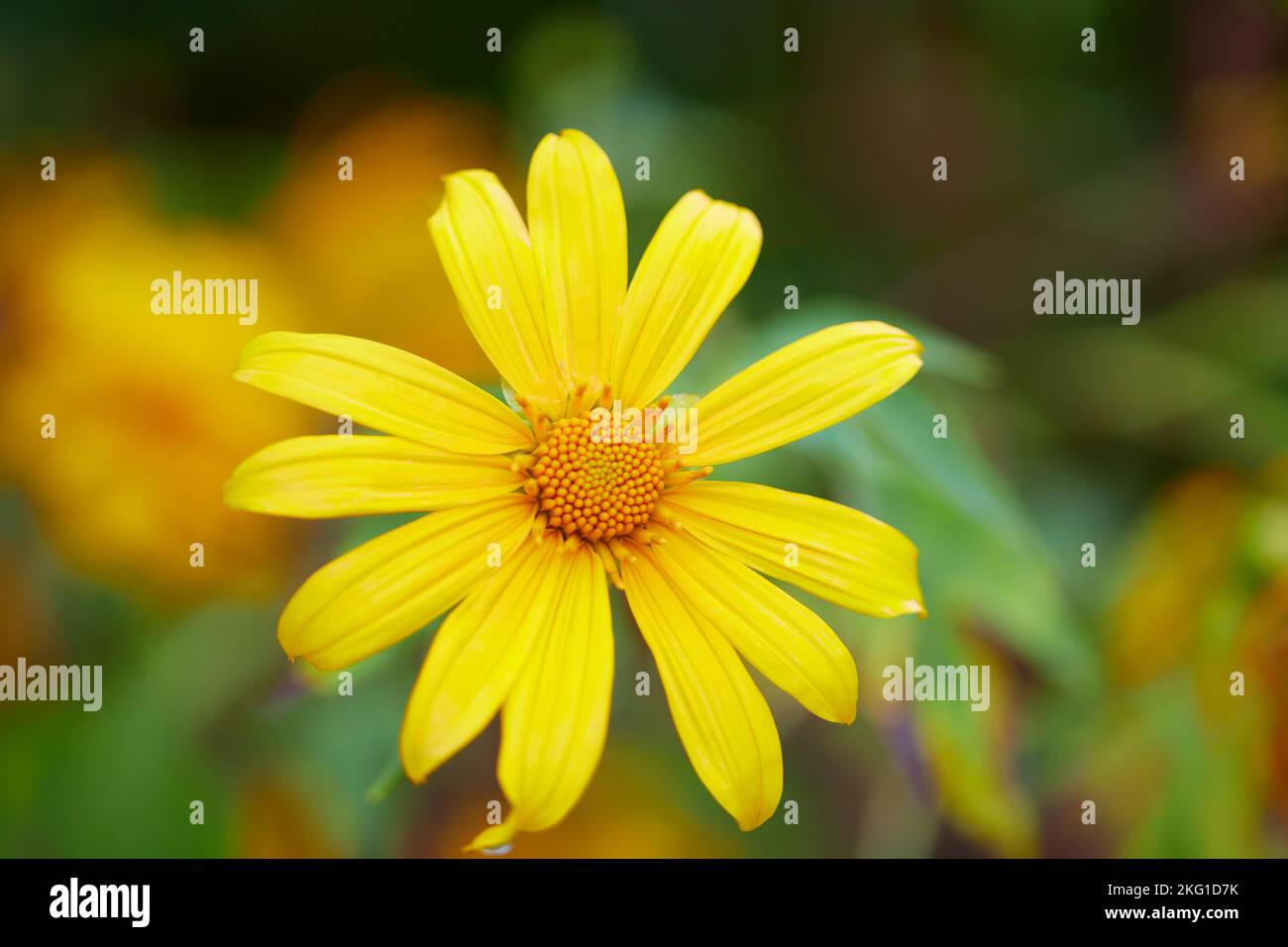 Tree marigold hi-res stock photography and images - Alamy