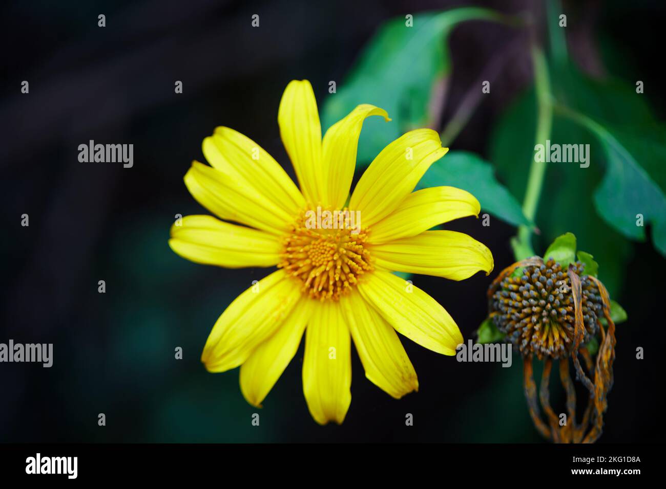 Tree marigold hi-res stock photography and images - Alamy