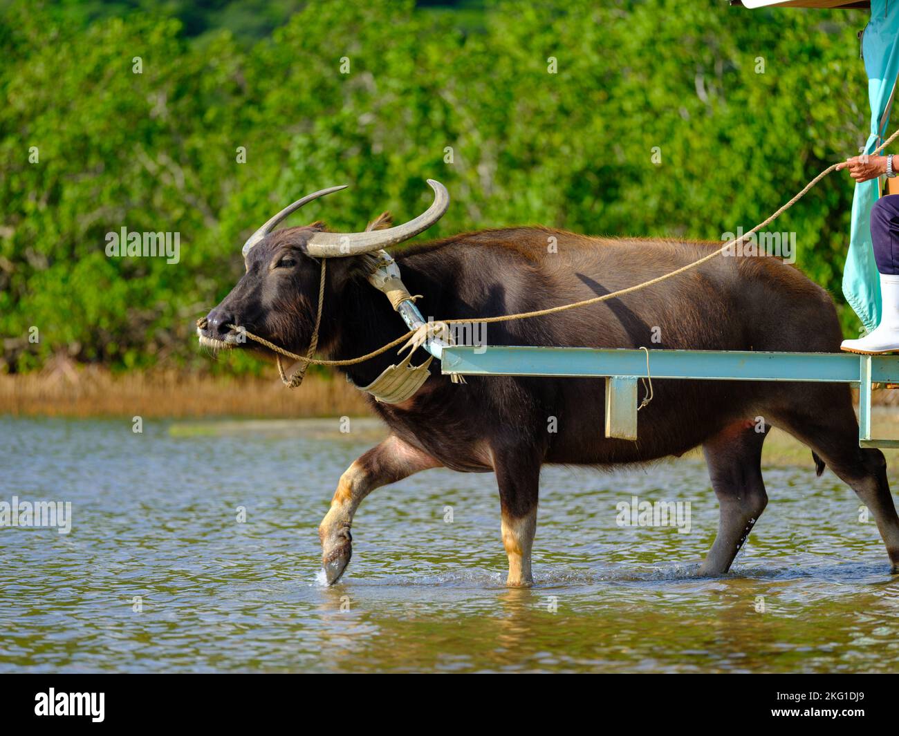 Taketomi water buffalo hi-res stock photography and images - Alamy