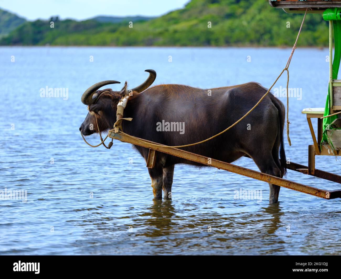 Taketomi buffalo hi-res stock photography and images - Alamy