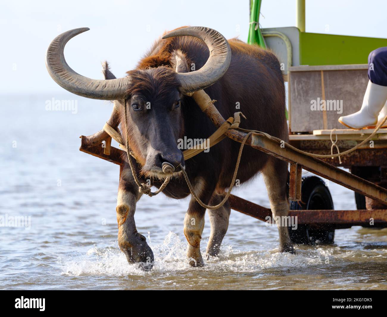 Water buffalo carriage taketomi hi-res stock photography and images - Alamy