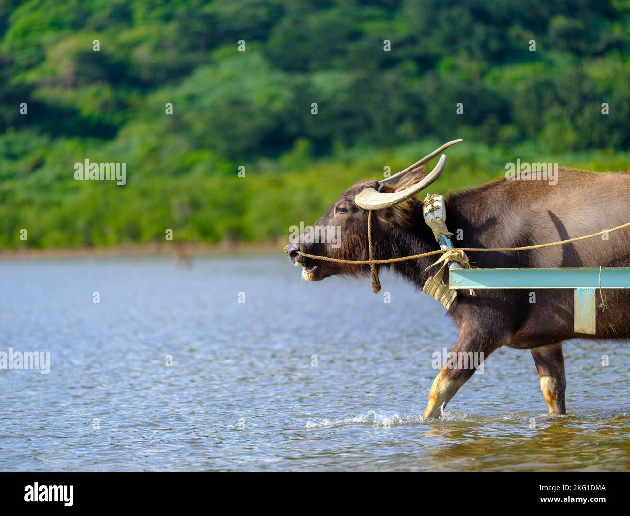 Taketomi water buffalo hi-res stock photography and images - Alamy
