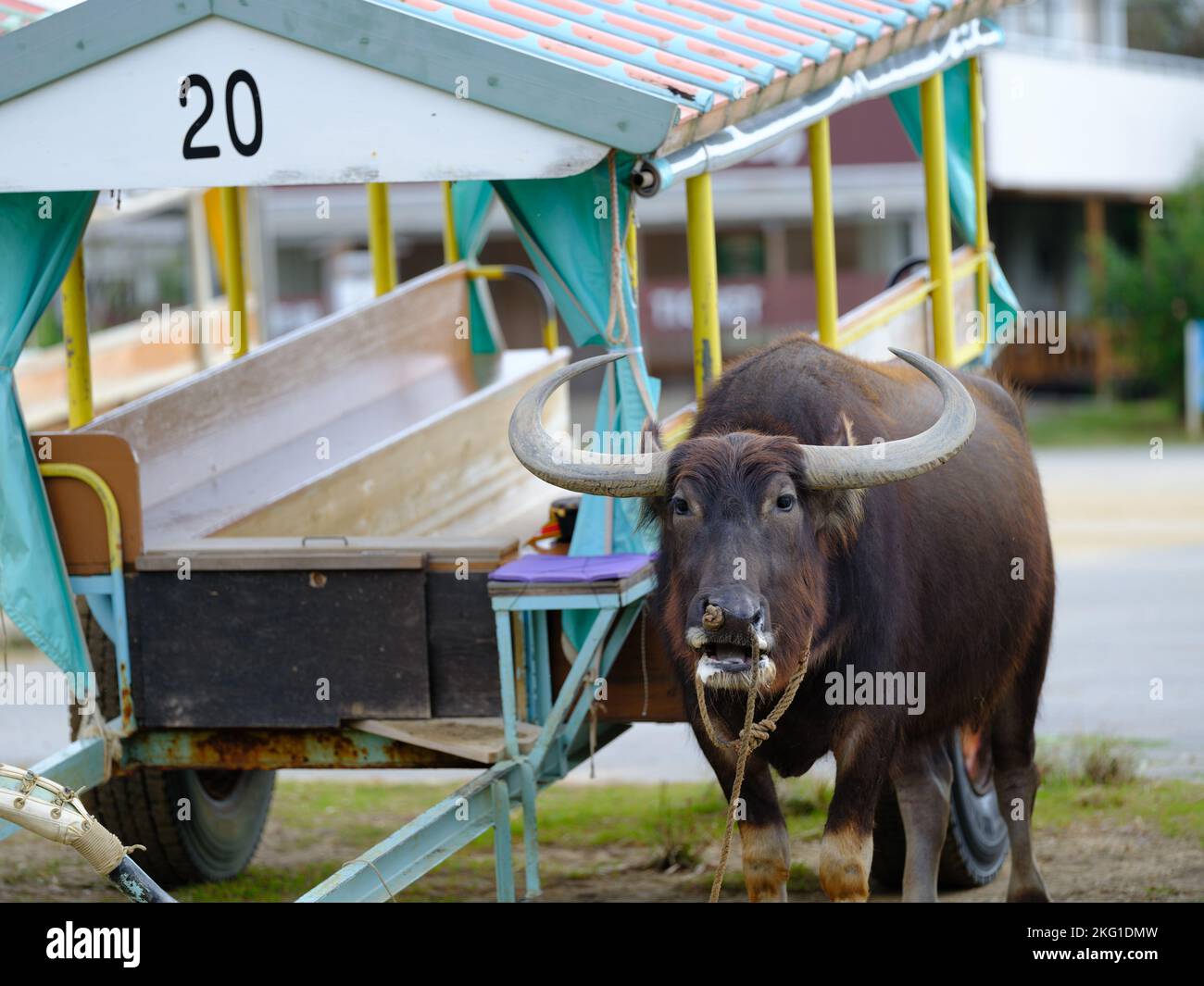 Water buffalo carriage Stock Photo - Alamy