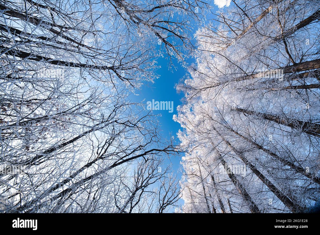 Road Lined with Rime Ice Trees Stock Photo - Alamy