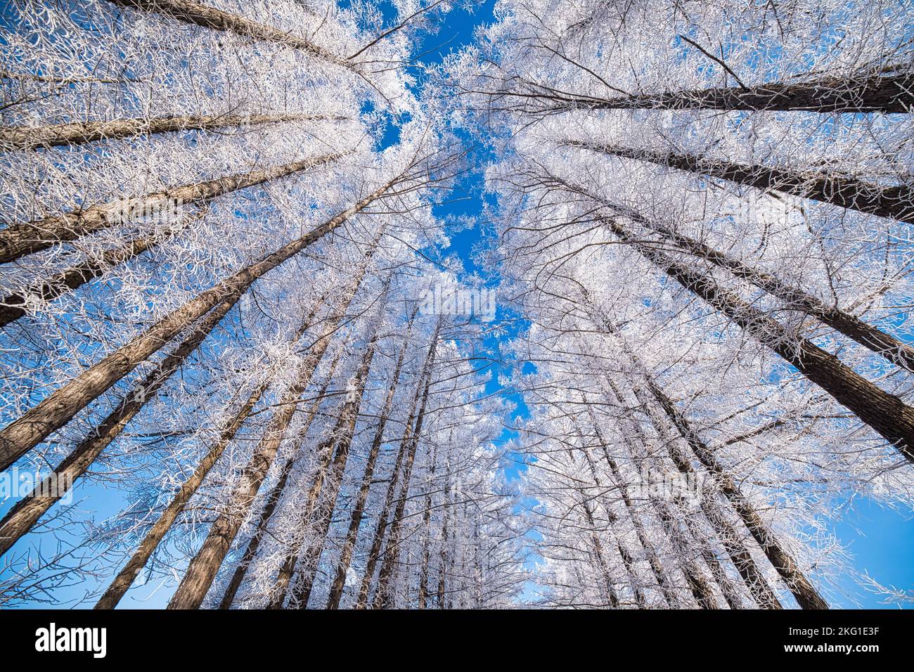 Road Lined with Rime Ice Trees Stock Photo - Alamy