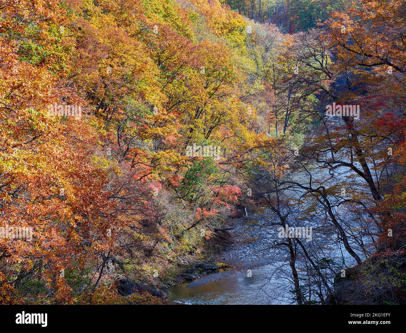 Japanese Fall Foliage in Iwanai Valley Stock Photo - Alamy