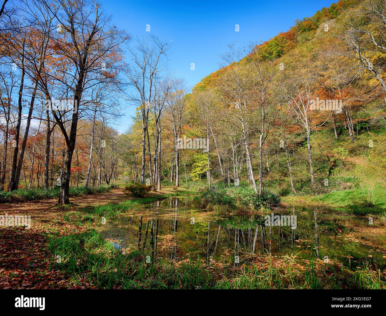 Japanese Fall Foliage in Iwanai Valley Stock Photo - Alamy