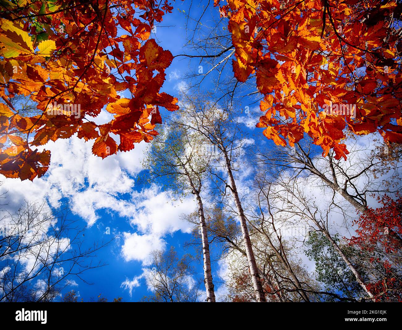 Japanese Fall Foliage of White Birch Stock Photo - Alamy