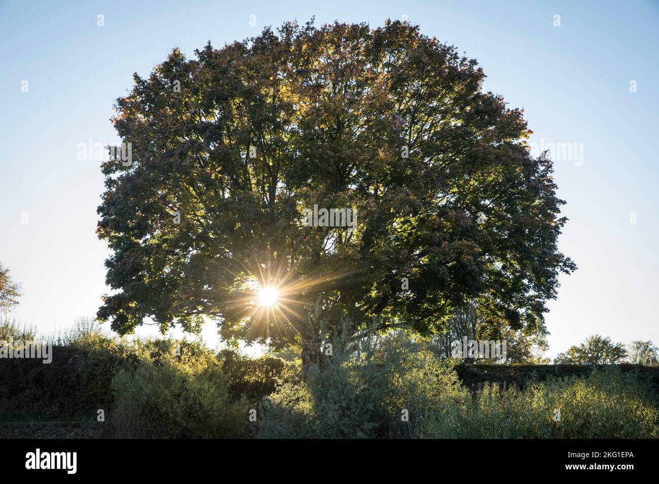 Alter ahornbaum hi-res stock photography and images - Alamy