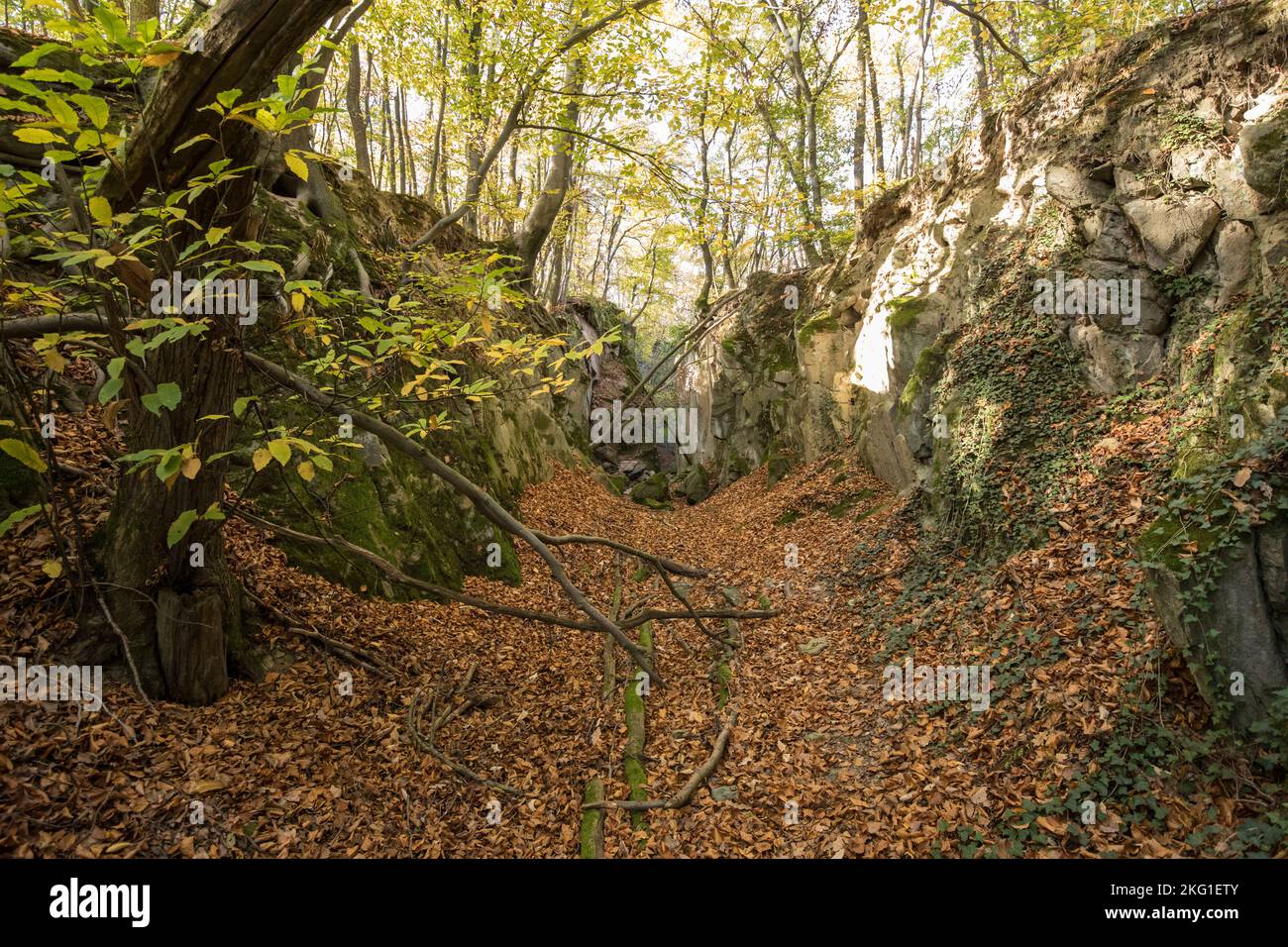 rock canyon of the Stenzelberg mountain in the Siebengebirge hill range ...