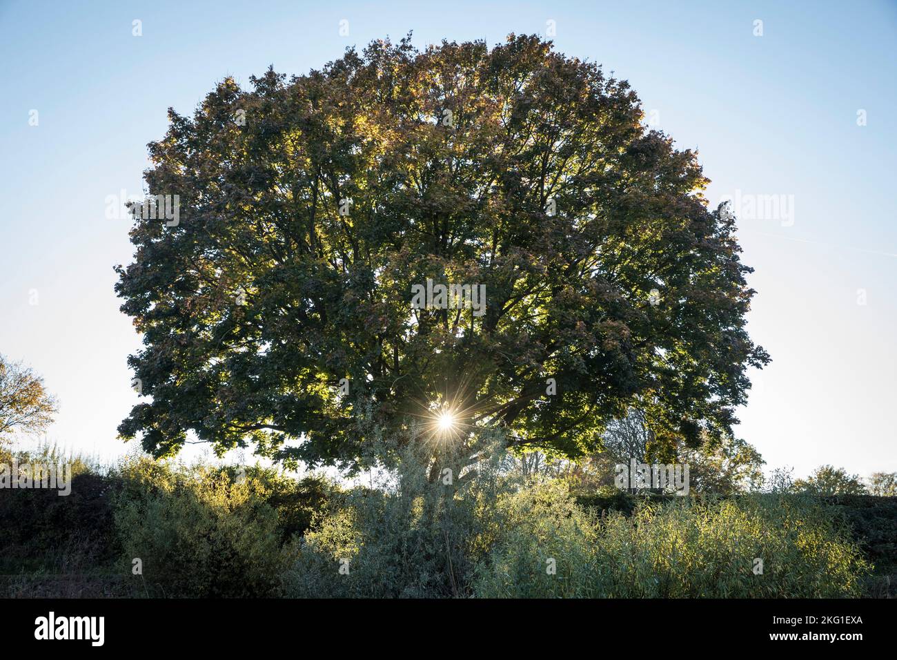 old maple tree on the river Rhine in the town district Mehlem, Bonn ...
