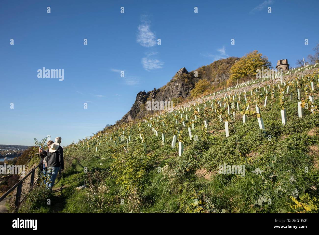 winegrowing in Rhoendorf on the river Rhine, in the background the ...