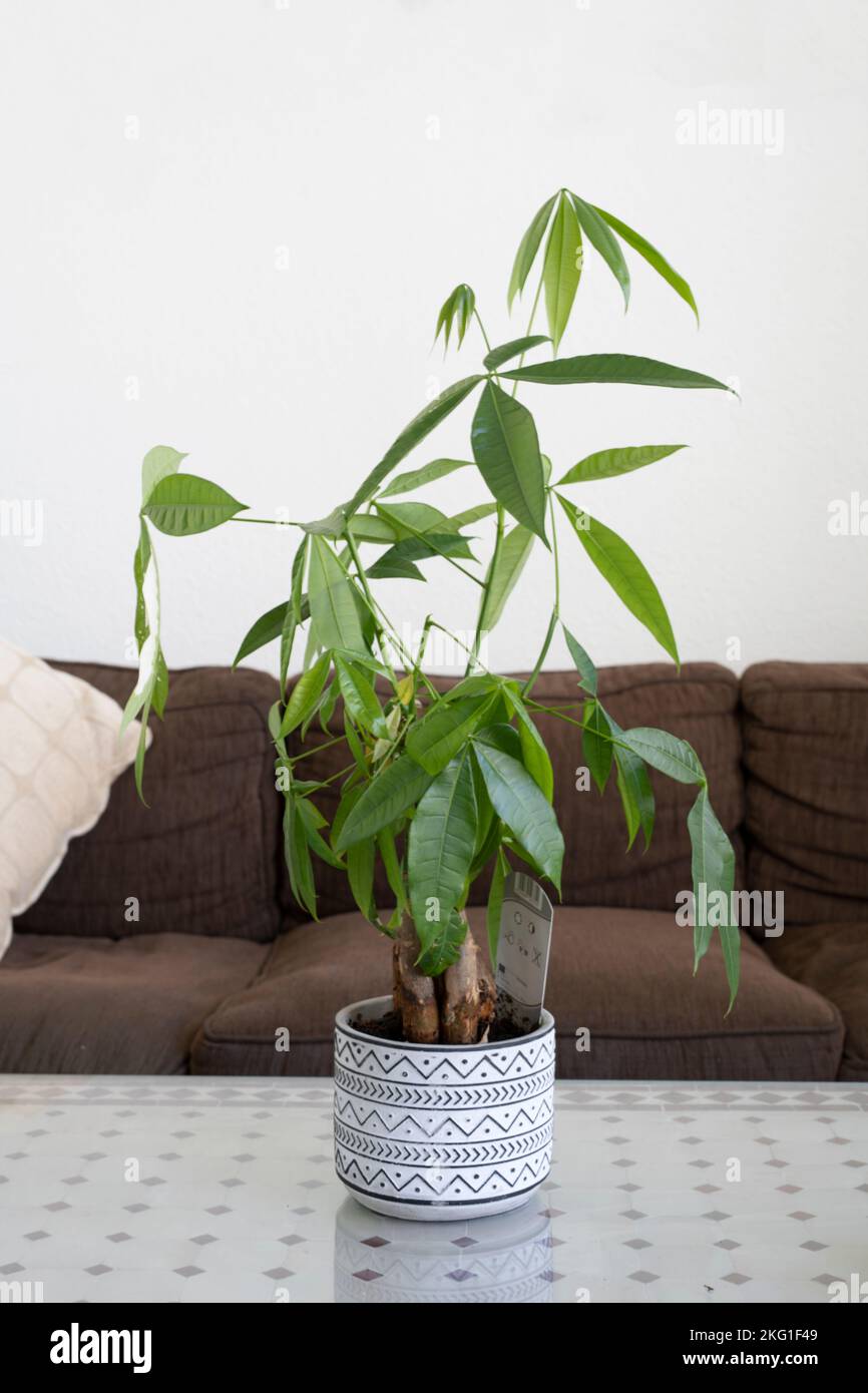 Money tree (pachira aquatica) hi-res stock photography and images - Alamy