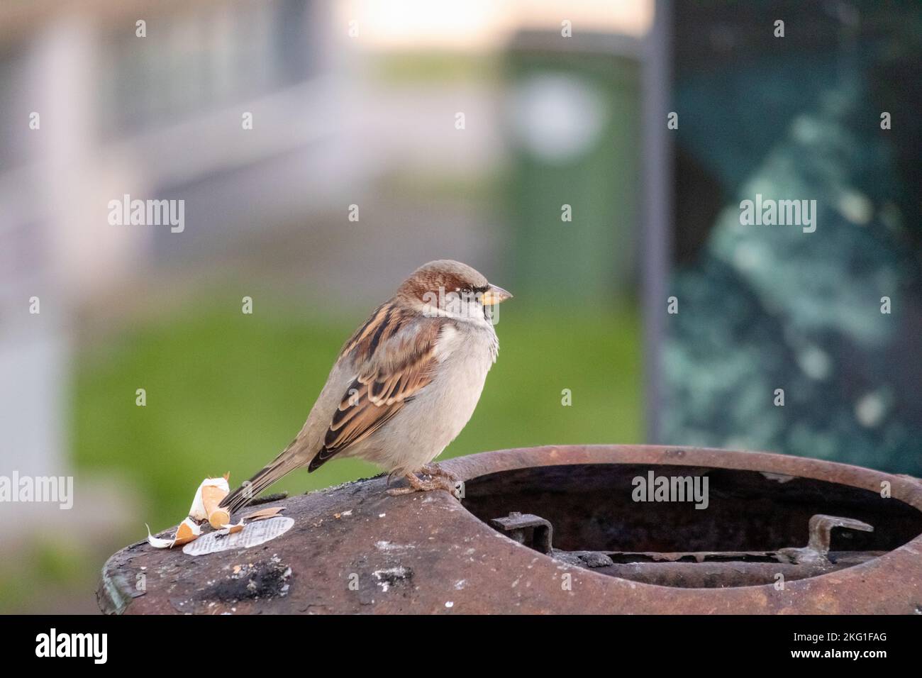 A small brown bird stands on a garbage can on a blurred background ...