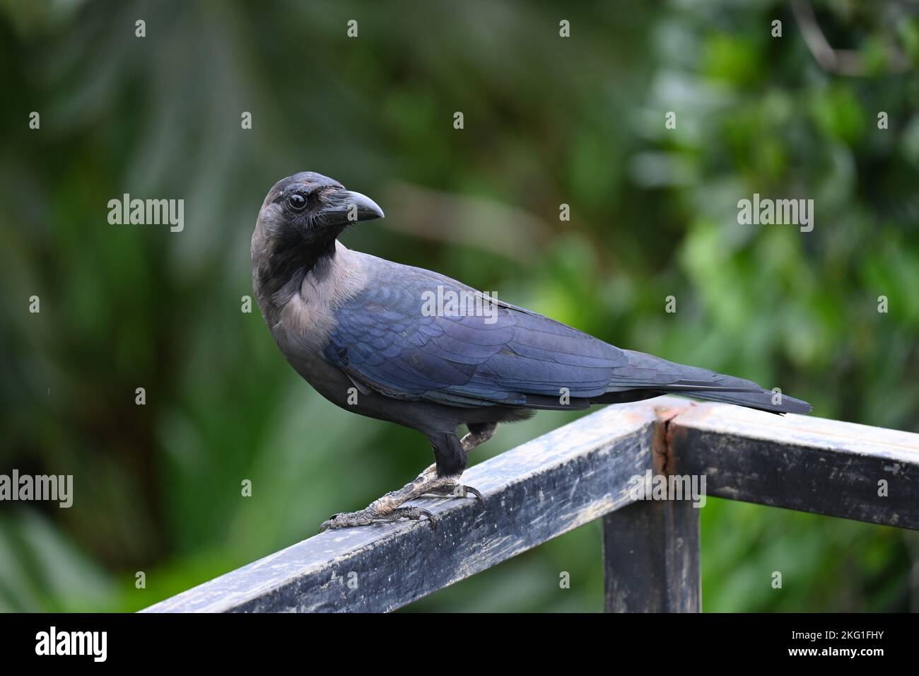 Raven rooftop hi-res stock photography and images - Alamy