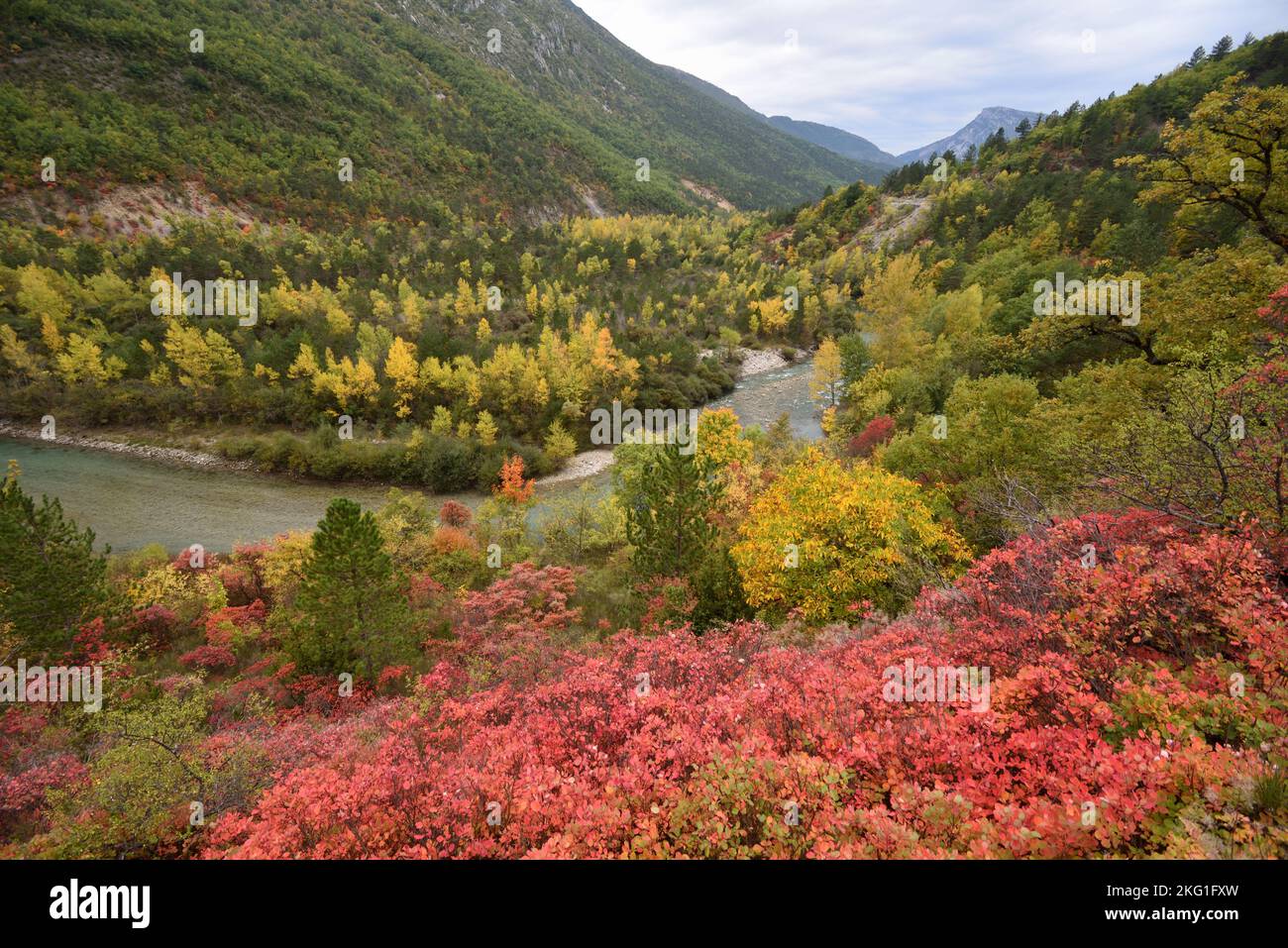 Autumn Colours including Red Leaves of Smoketree, Cotinus coggygria, in ...