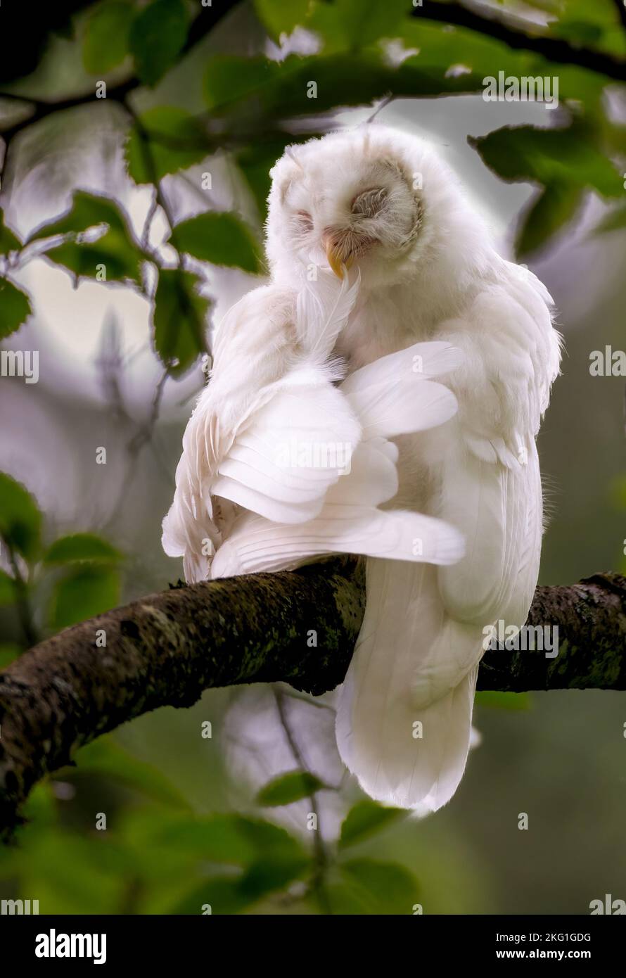 The albino owl shows off its stunning feathers. British Columbia ...