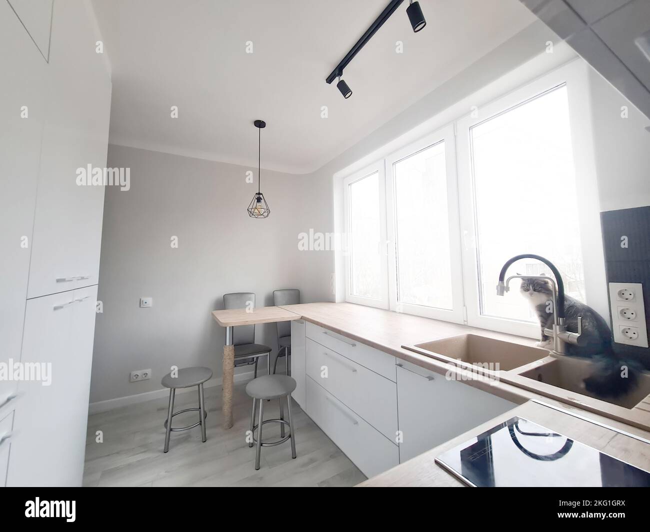 funny cat sitting near the mixer in the new kitchen Stock Photo - Alamy