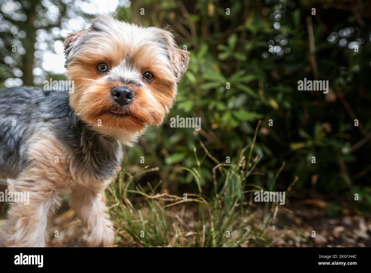Dog dog head peaking hi-res stock photography and images - Alamy