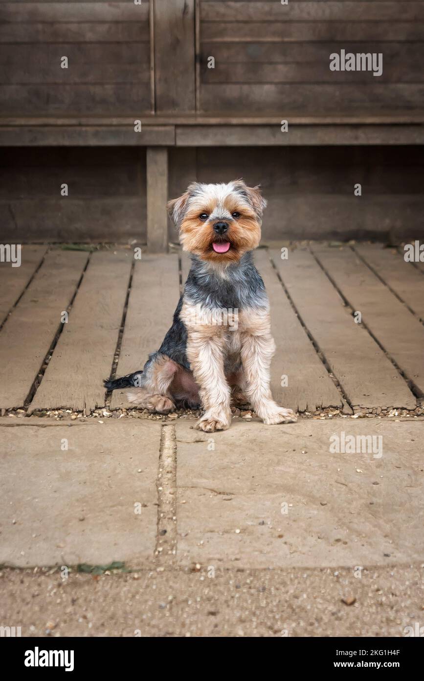 Yorkshire Terrier sitting down looking up at the camera Stock Photo - Alamy