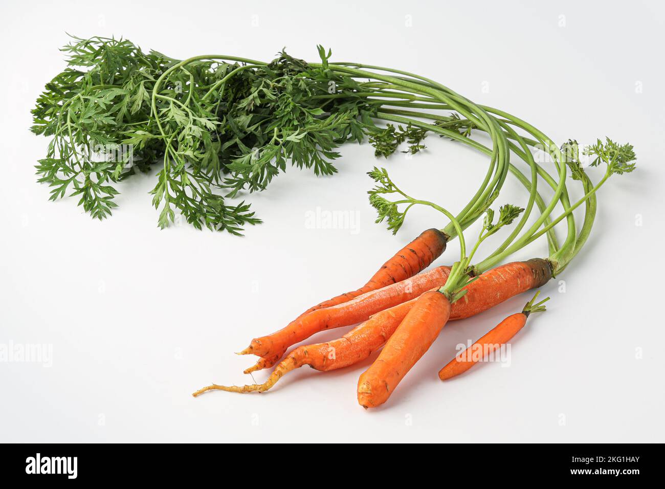 carrot, mini carrot, small carrot isolated on white background Stock ...