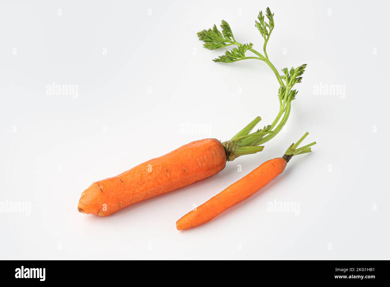 carrot, mini carrot, small carrot isolated on white background Stock ...