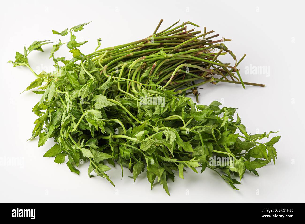 wild parsley, water parsley, dropwort isolated on white background ...