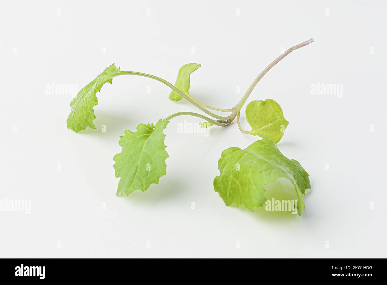 baby kale, baby kail isolated on white background Stock Photo - Alamy