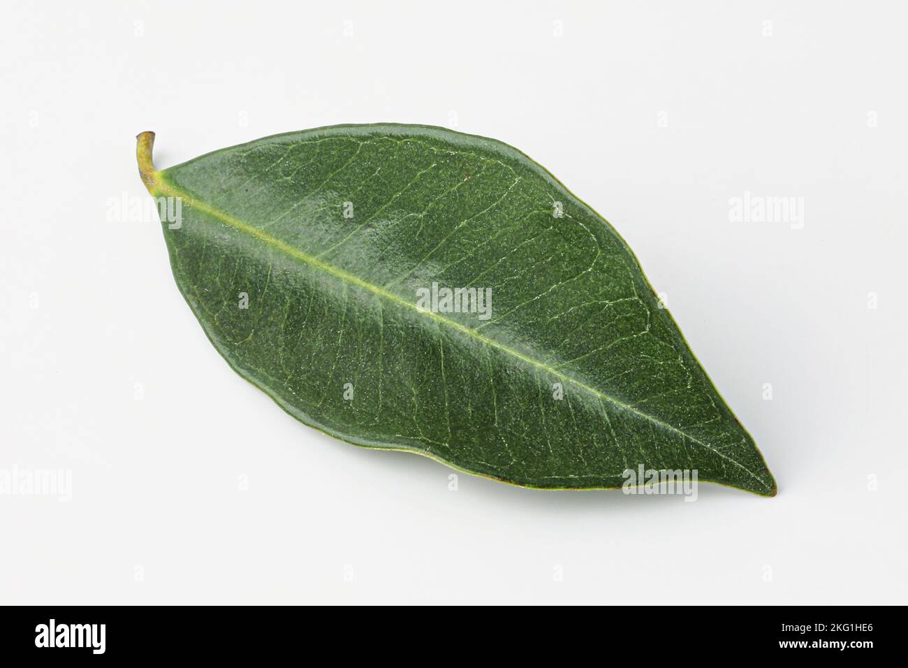 guava, guava leaf isolated on white background Stock Photo - Alamy