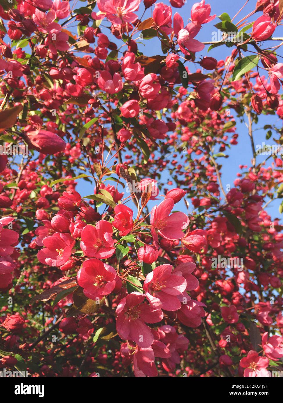 Beautiful flowering decorative pink apple tree. Springtime bloom garden ...
