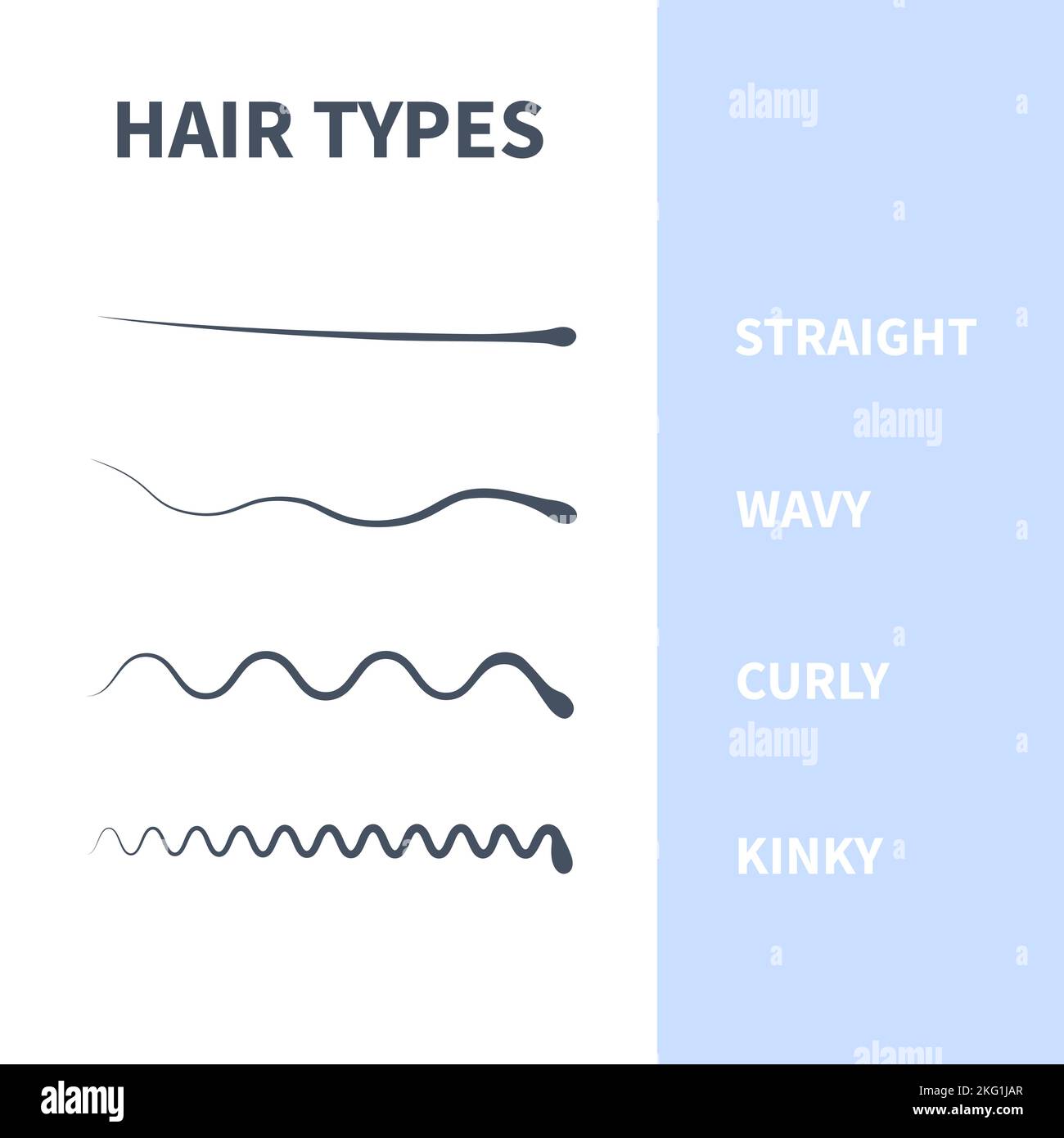 Hair types chart set of strands growth patterns Stock Vector Image ...