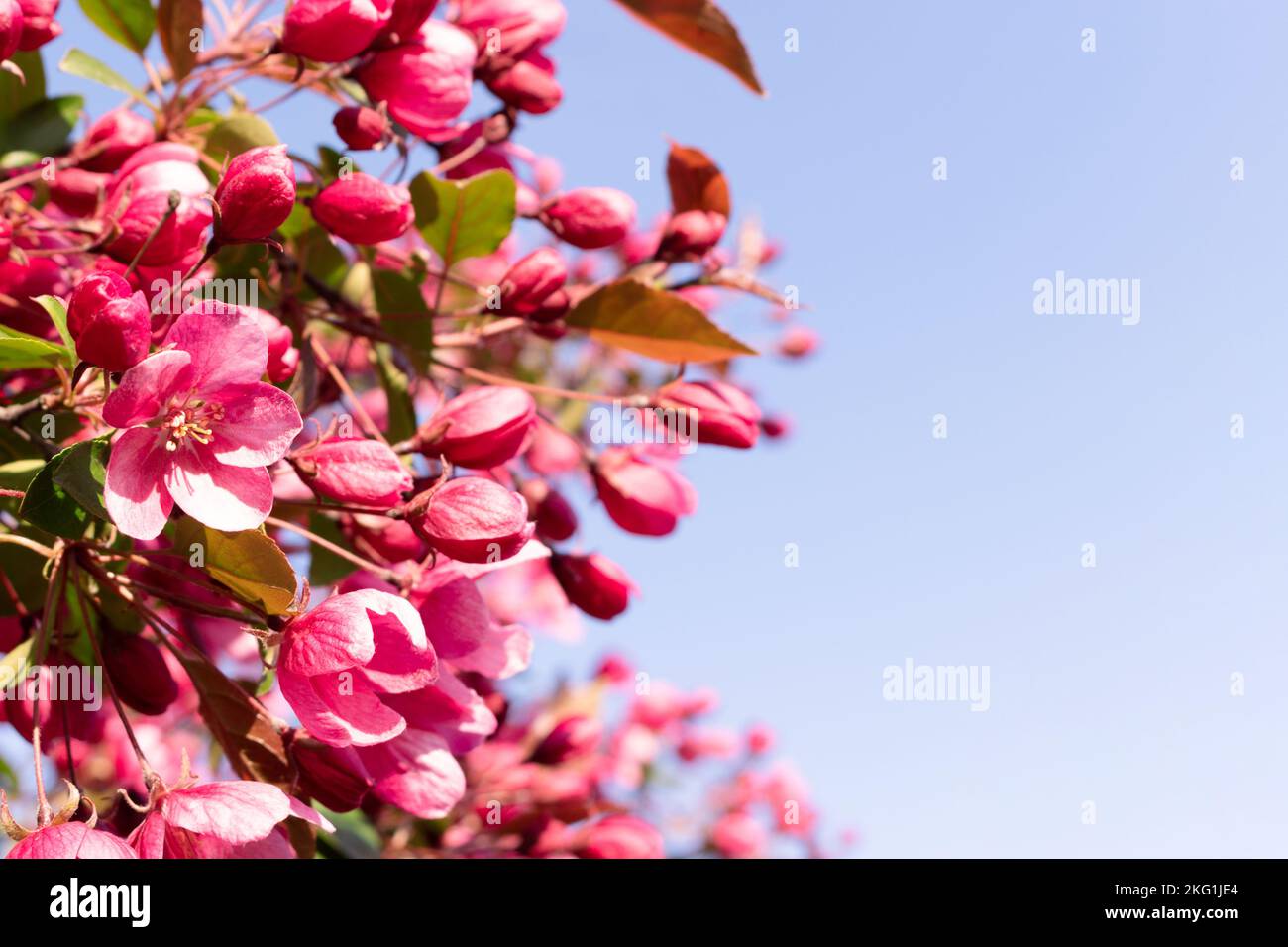 Flowering decorative pink apple tree. Beautiful bloom garden. Selective ...