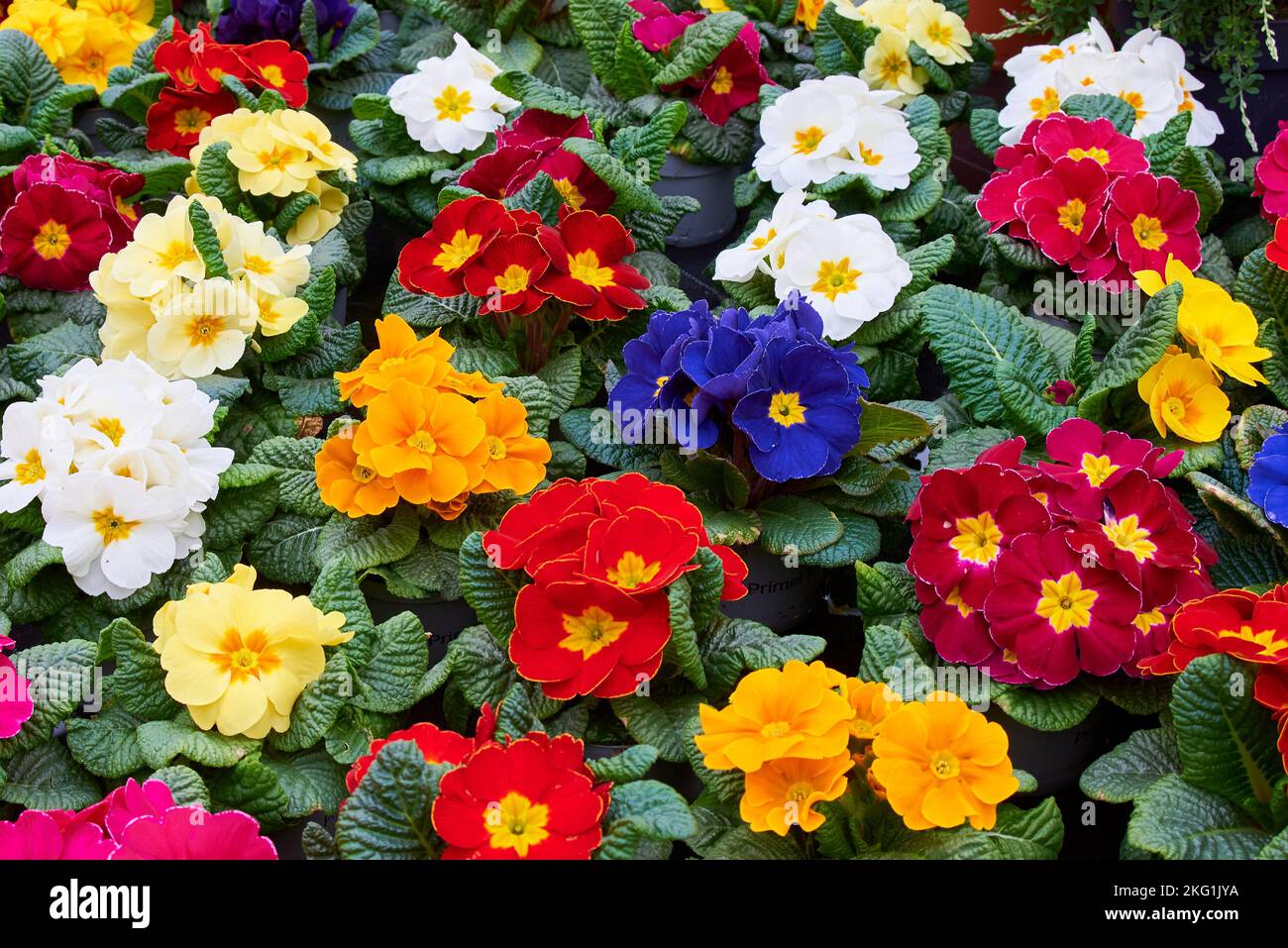 Colourful Primrose flowers .(Primula vulgaris Stock Photo - Alamy