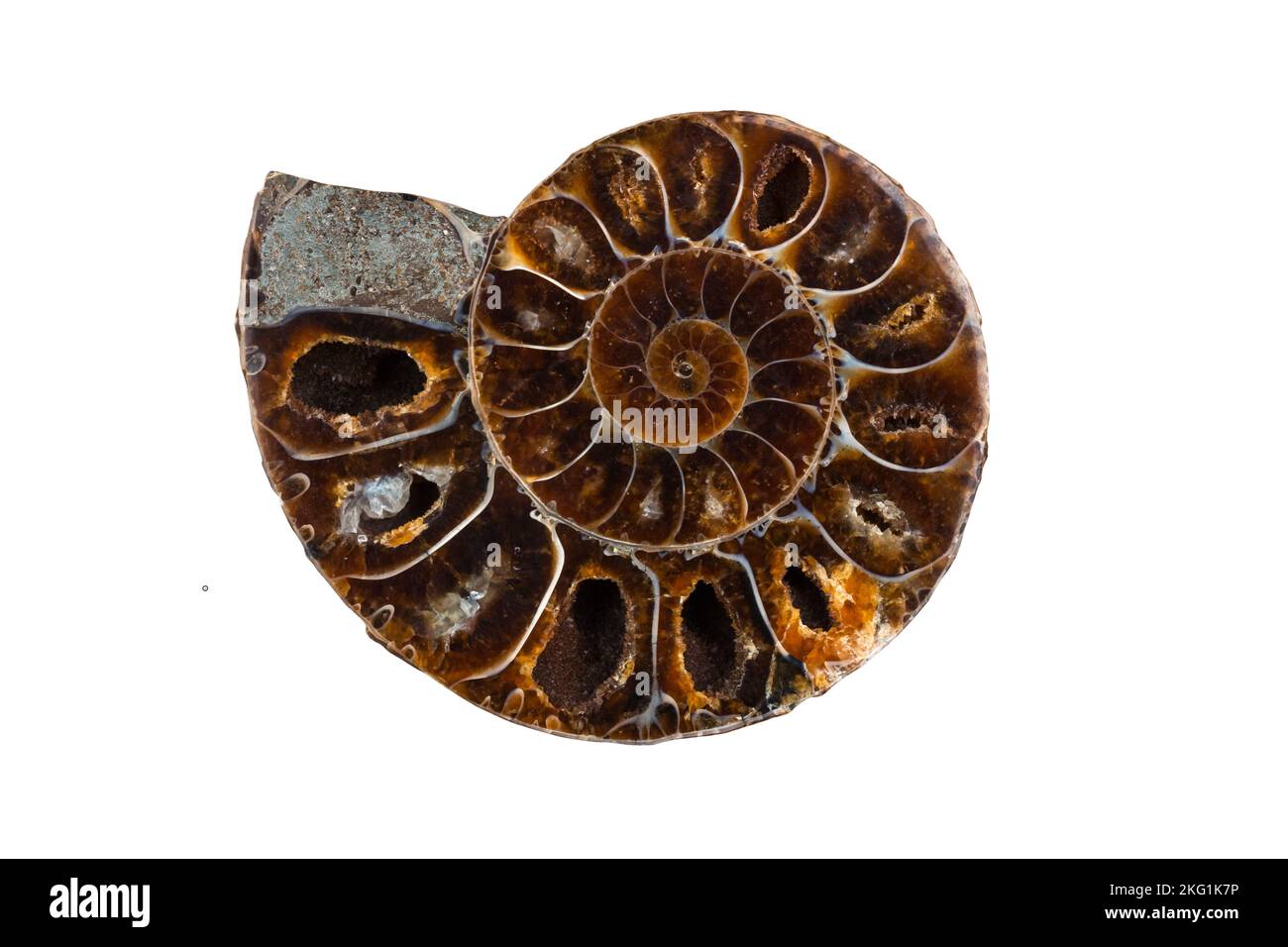 A polished half of fossil Ammonite isolated on a white background with ...