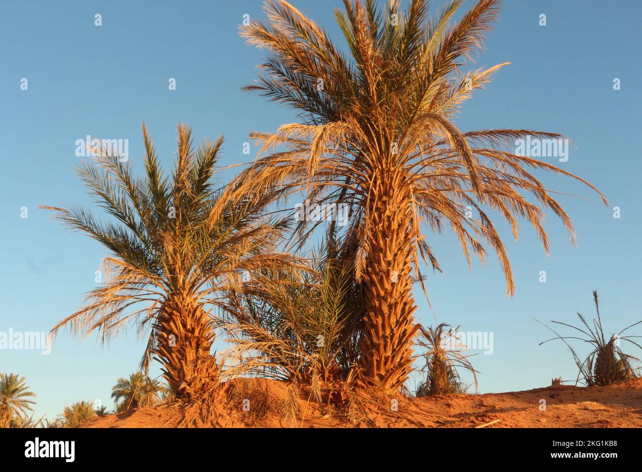 palm trees in the desert Stock Photo - Alamy