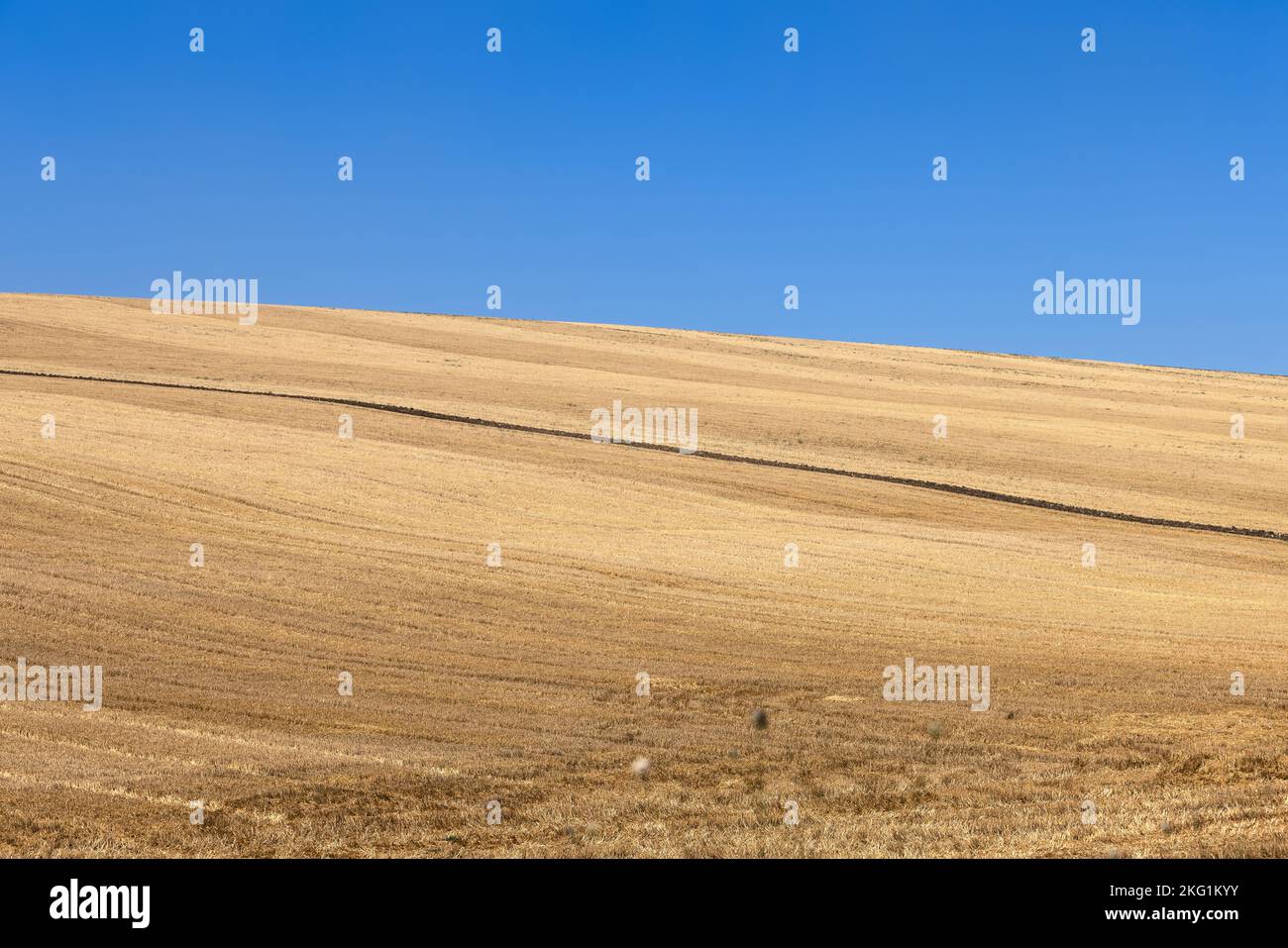 A gentle hill with a freshly plowed field of bright yellow color with ...