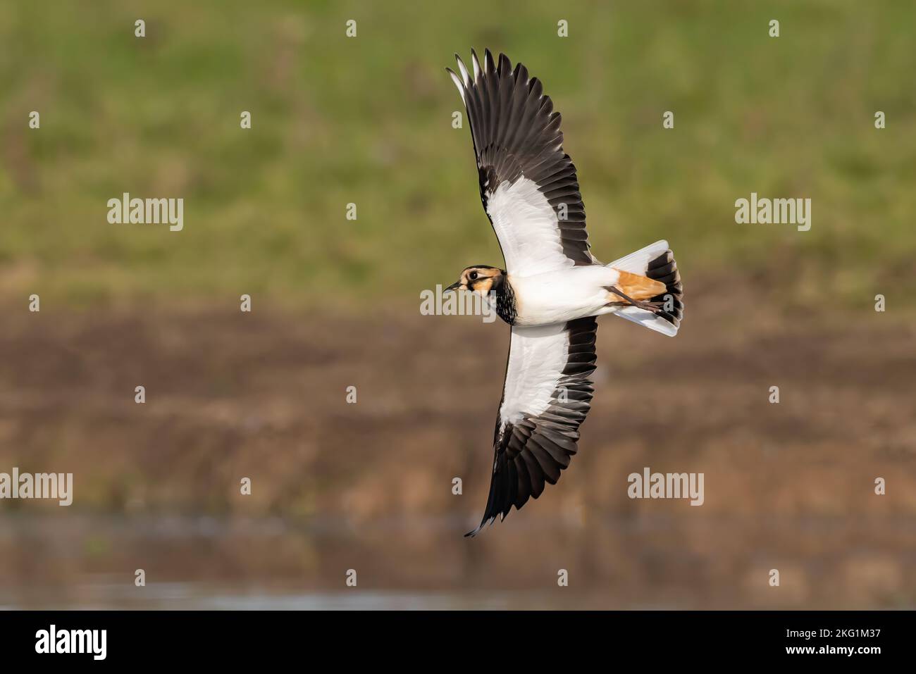 Lapwing in flight Stock Photo - Alamy