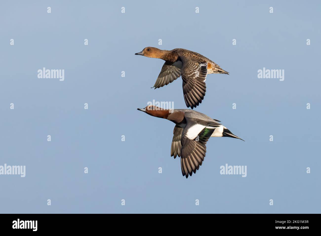 Drake wigeon flying hi-res stock photography and images - Alamy