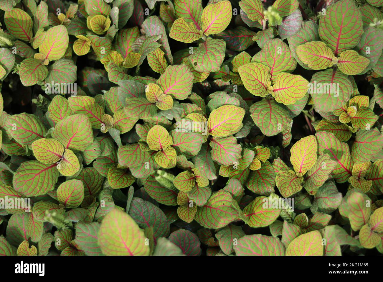 Full frame image of yellow green bush foliage in spring Stock Photo - Alamy