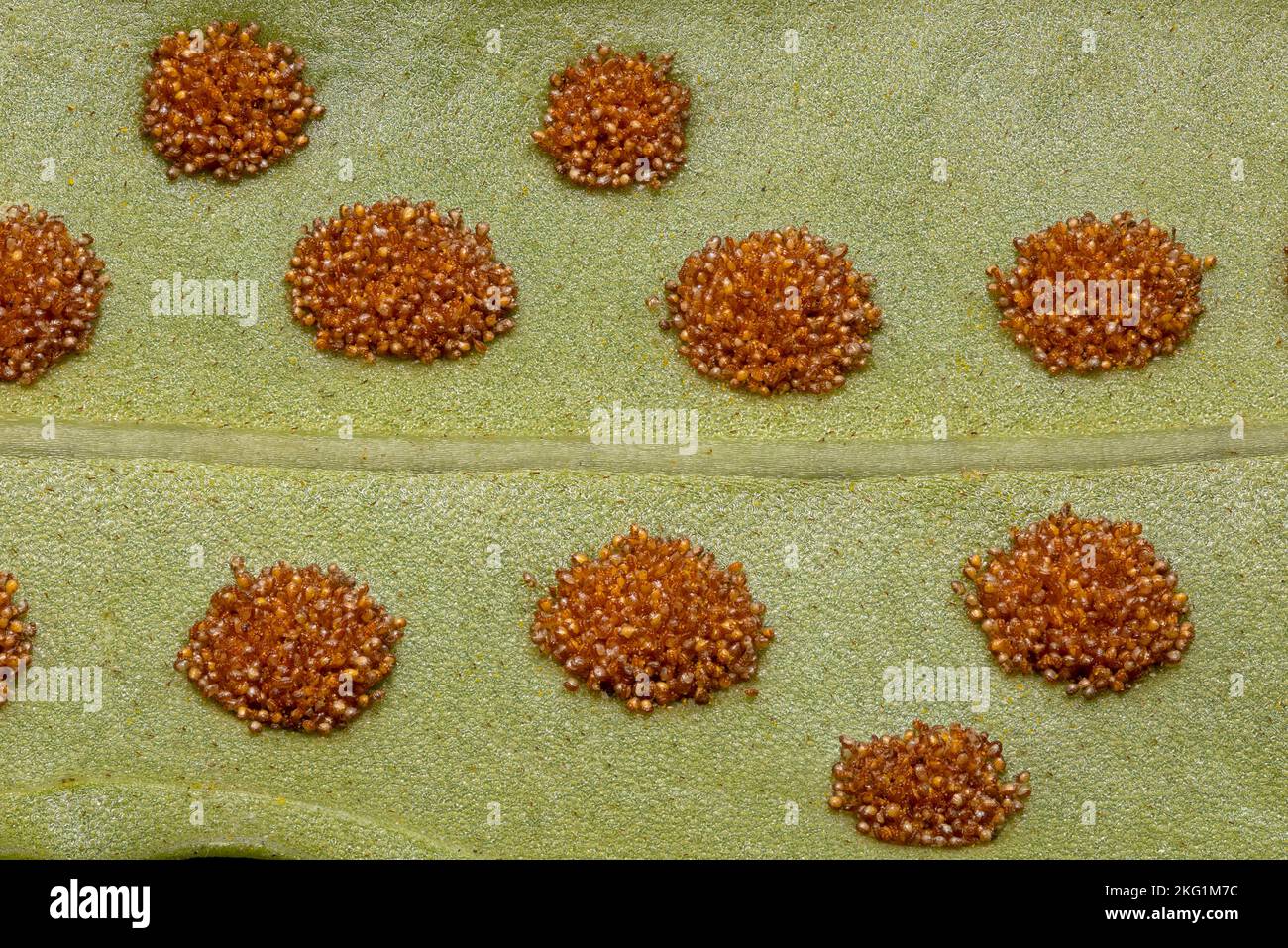 Macro photography of fern spores on leaf Stock Photo - Alamy