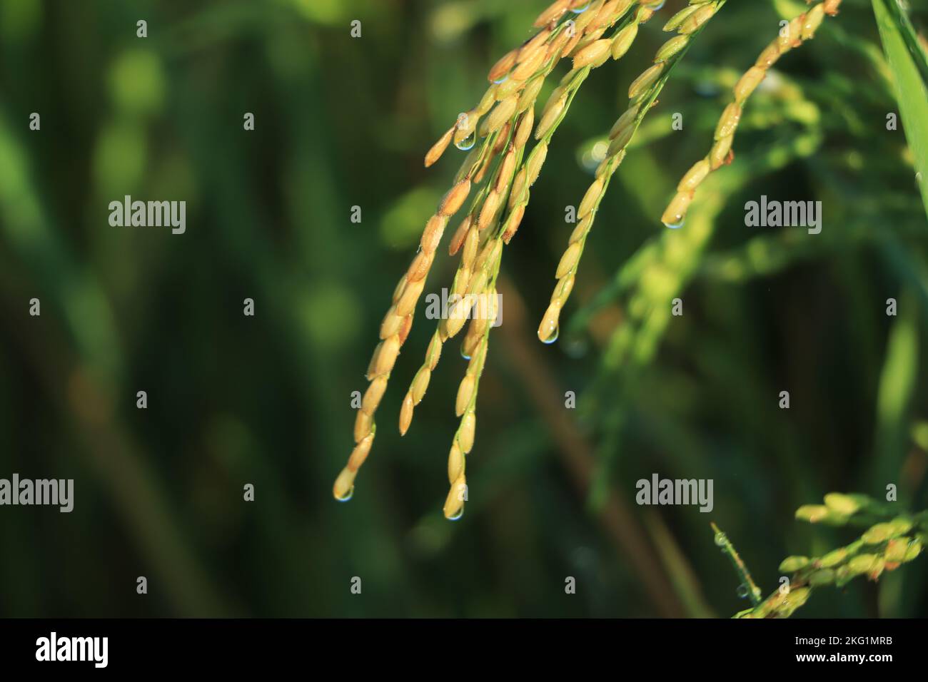 Close-up to thai rice seeds in ear of paddy.Beautiful golden rice field ...