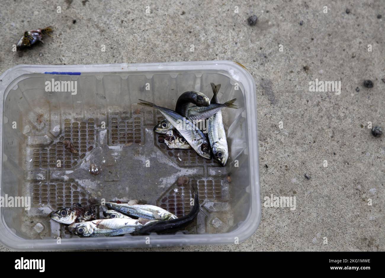 Detail of fish meat thrown in the garbage, pollution Stock Photo - Alamy
